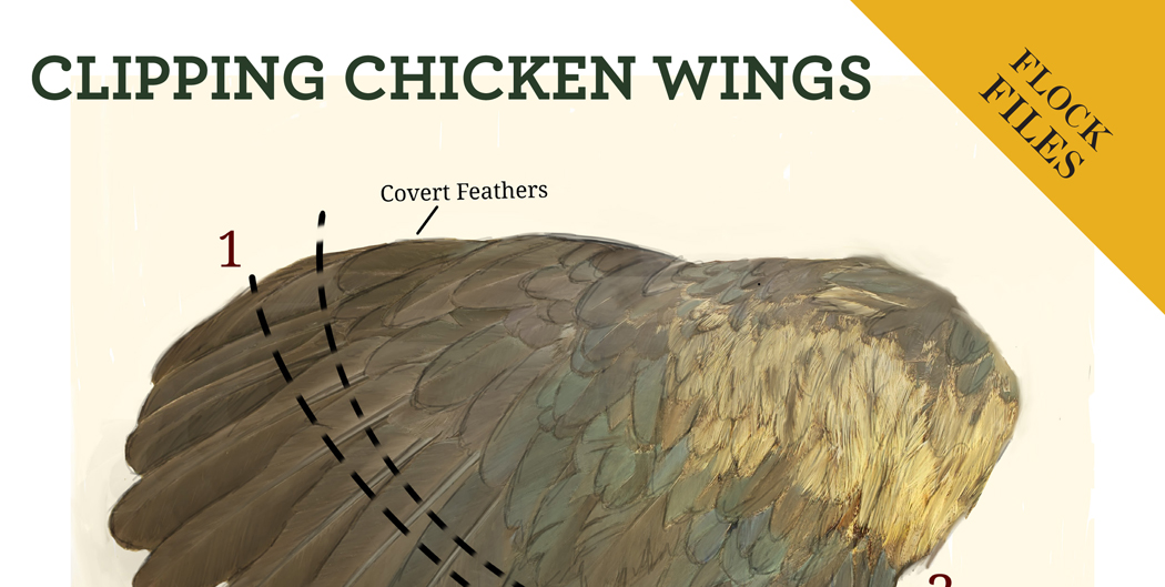 Clipping Chicken Wings - Backyard Poultry